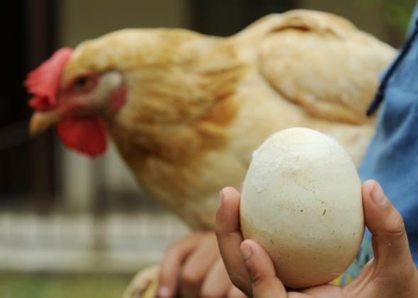 Are California hens “coddled”? New York Times readers don’t think so.