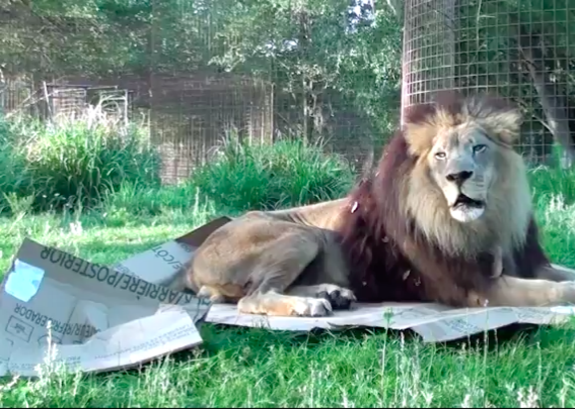 Tigers, lions, and other big cats love cardboard boxes as much as ...