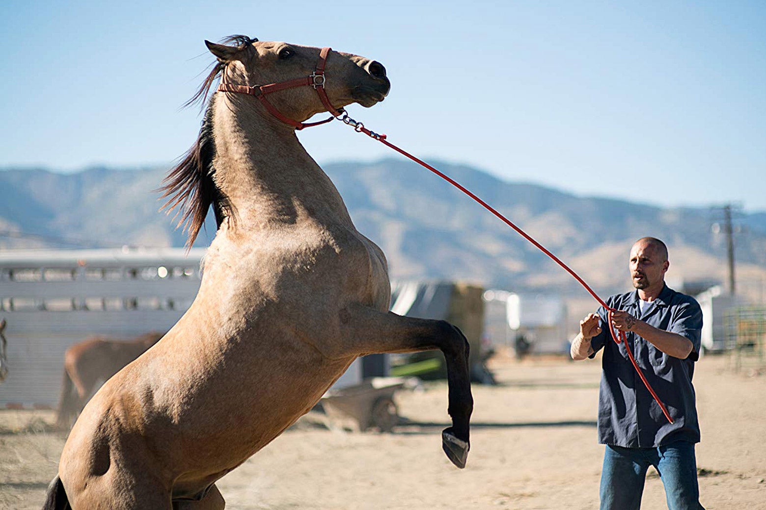 The Mustang, The Rider, Lean on Pete: a golden age for horse movies.