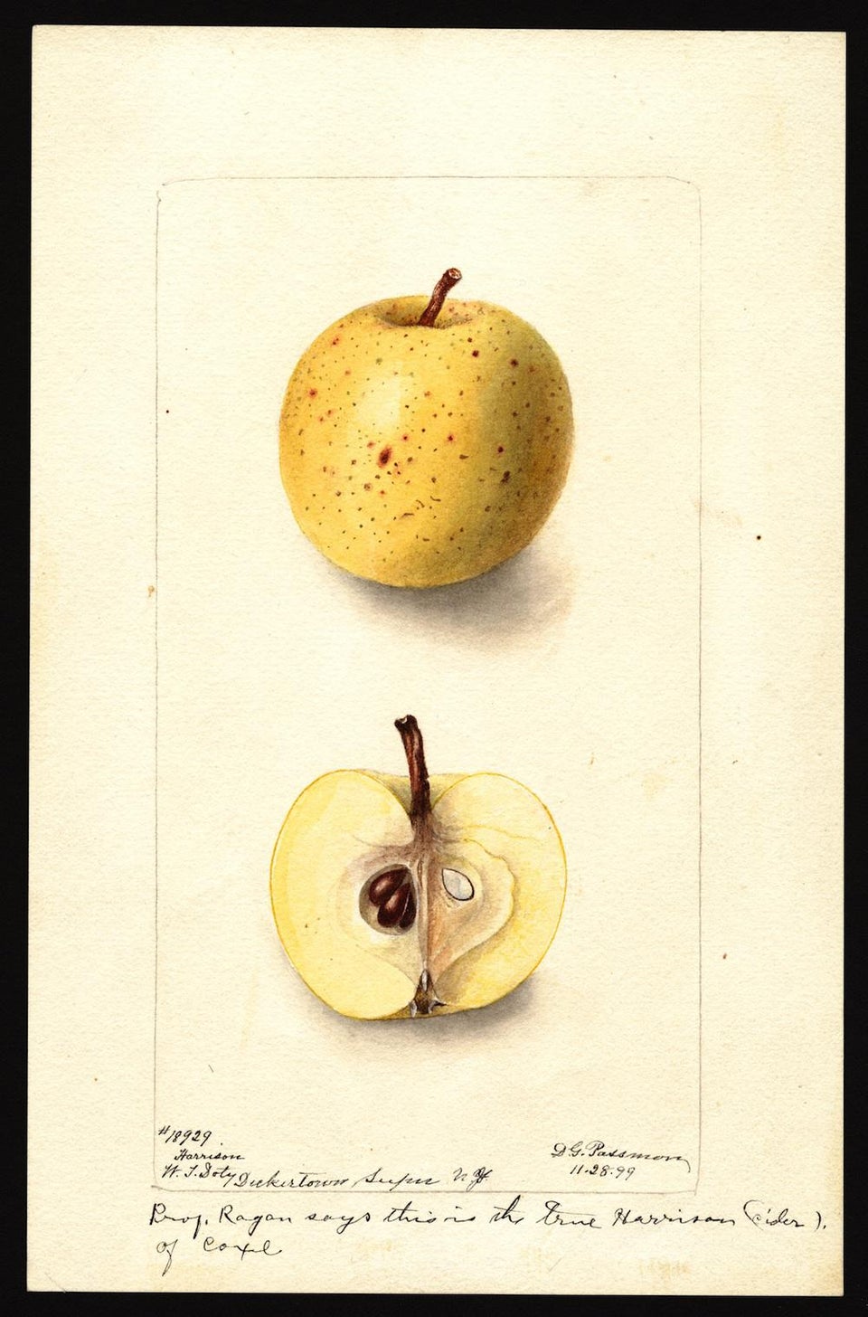What did old apple varieties look like? Watercolors from the USDA library.