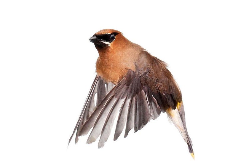 "Aviary" is a study of birds in flight captured in photo-booth style ...