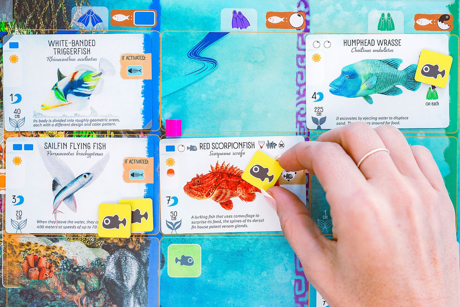 Finspan: Wingspan, the decade’s best board game, finally gets a worthy ...