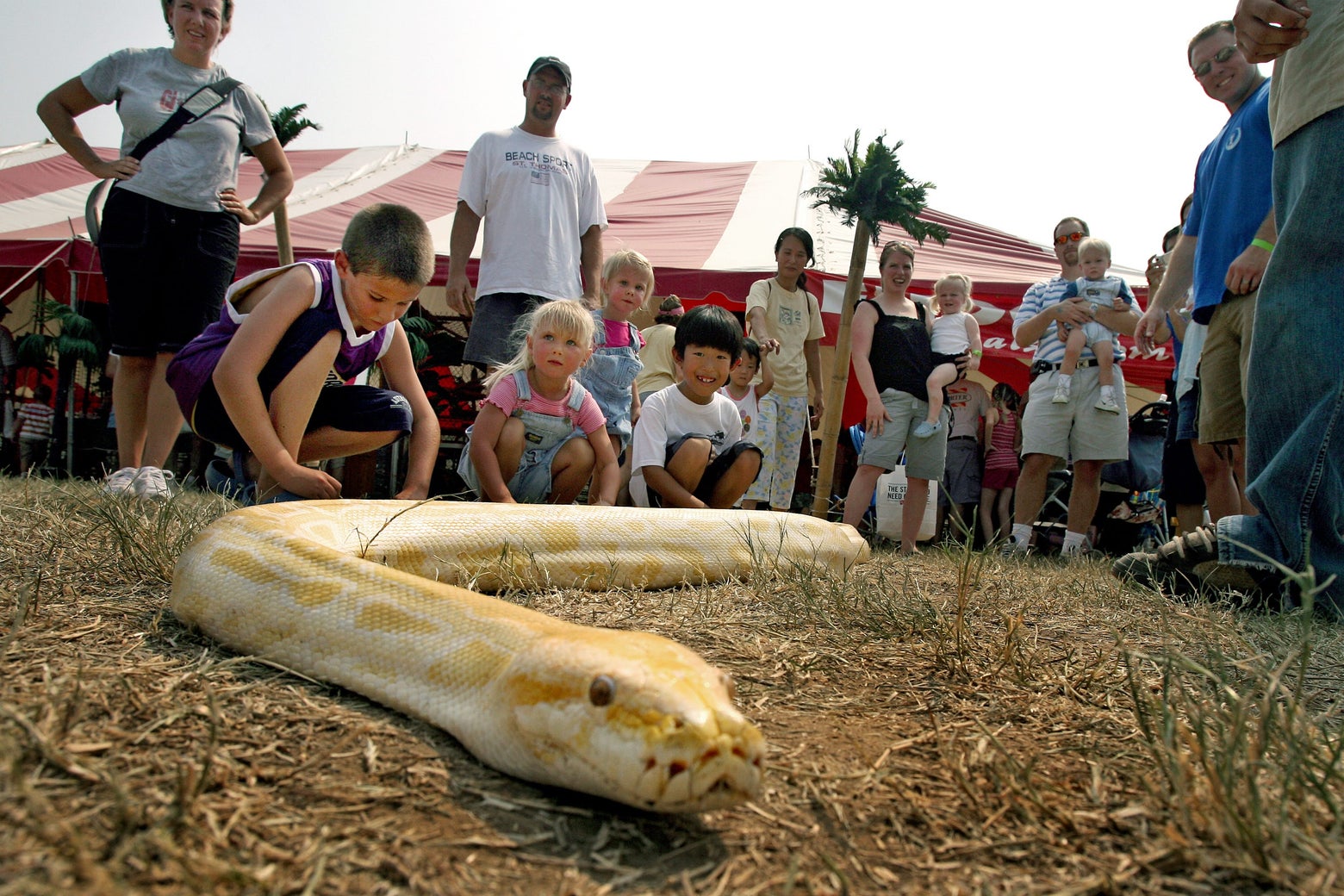 Snakes eating people, Ebola, 500 euro bill, smart speakers, feral hogs.
