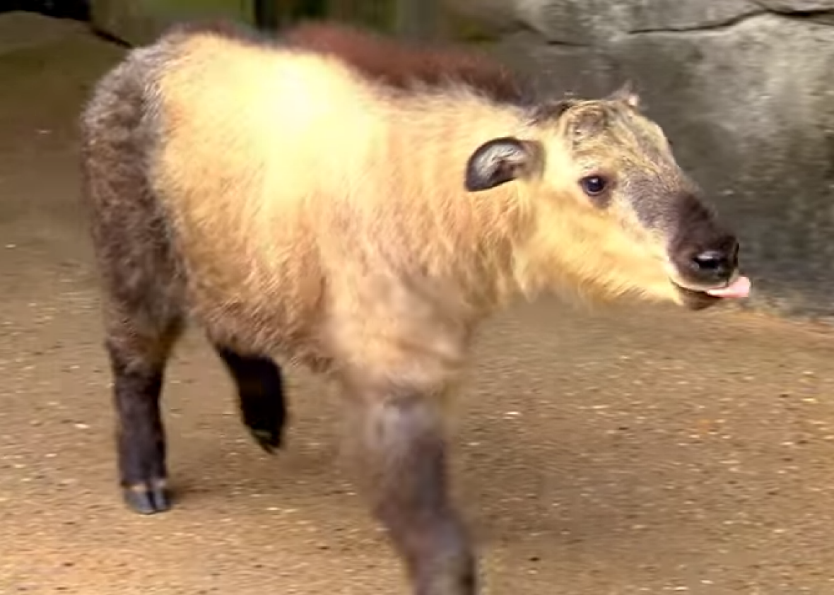 Dale the takin video: He’s older, but still acts like his dog best friend.