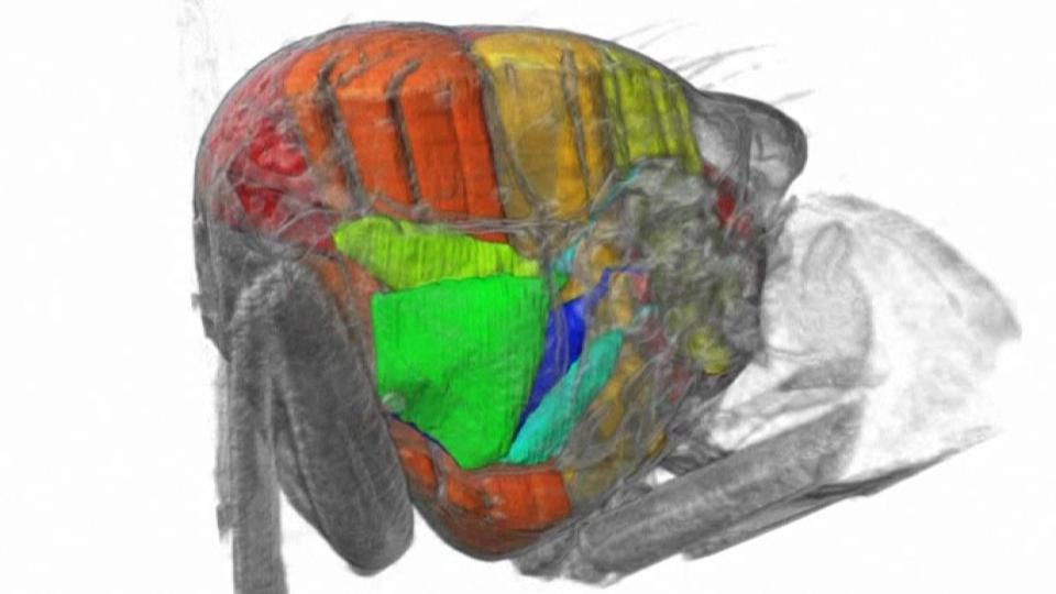 How a fly flies: 3-D views of the mechanics of insect flight.