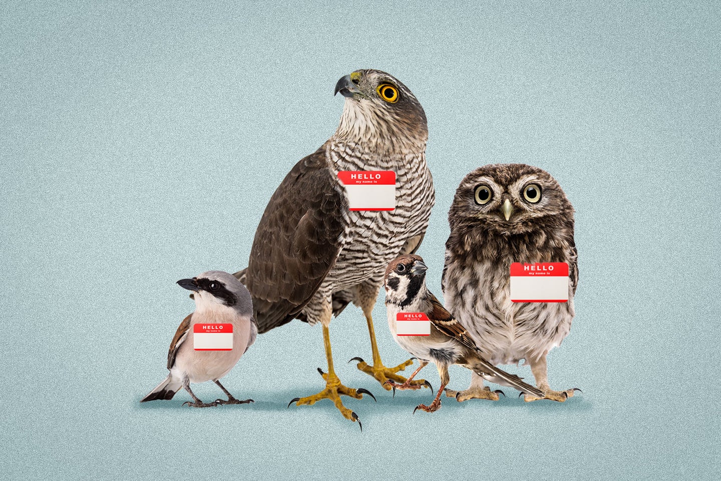 The American Ornithological Society is renaming birds named after ...