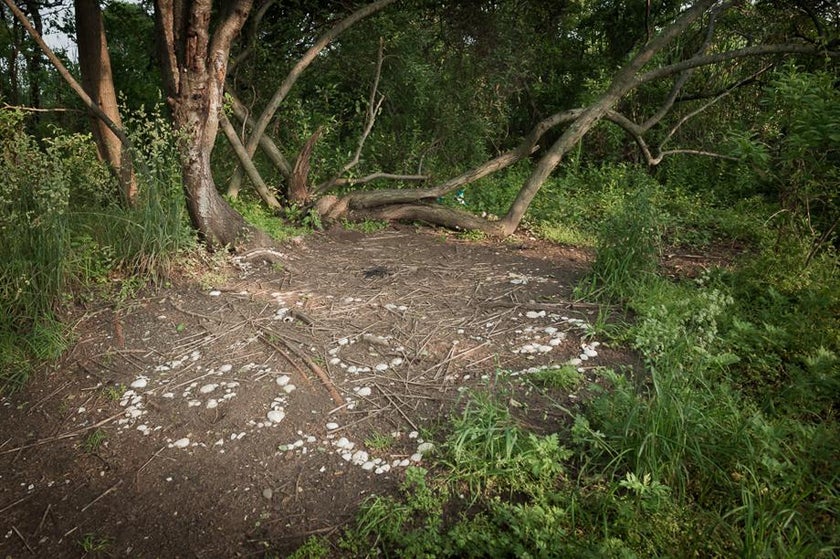 Liminal spaces: Photographs of areas where city meets nature.