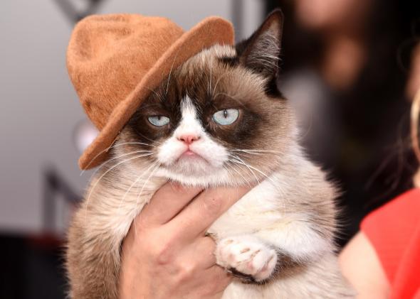 What Grumpy Cat is worth: Did Tabatha Bundesen's pet really earn $100 ...