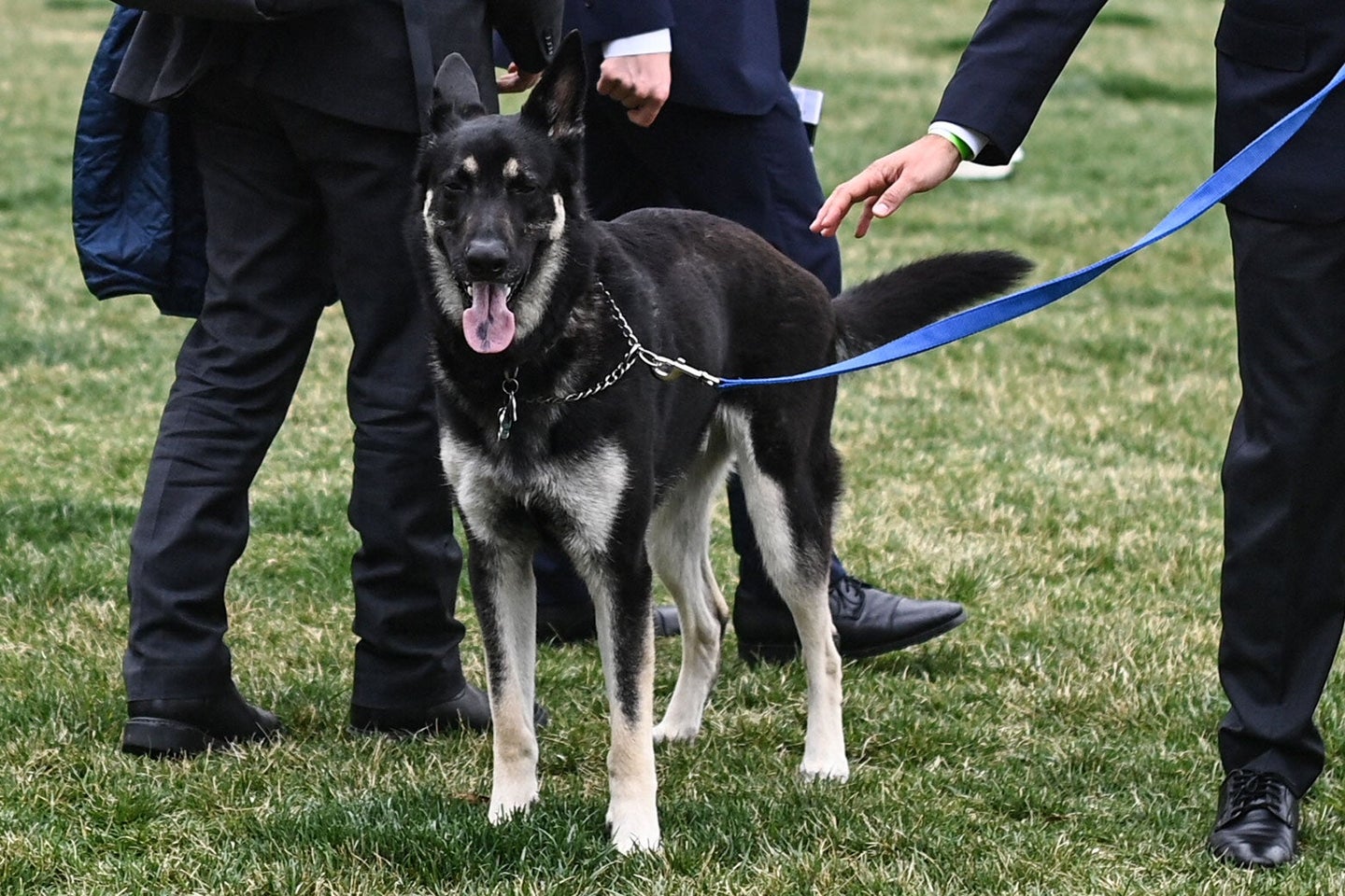 What’s going on with Major Biden? A dog behaviorist explains.