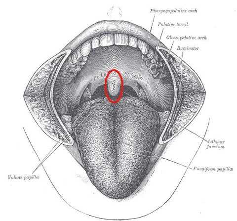 Uvula: SciShow episode about the little dangly thing in the back of ...