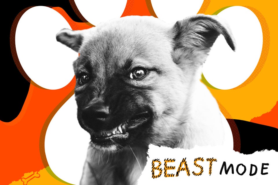 Dog growls and snarls when awakened: pet advice from Beast Mode.