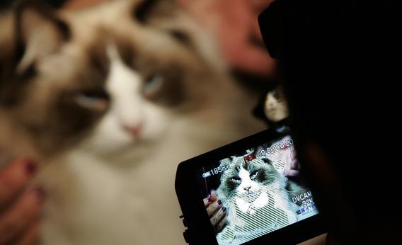 Google computers learn to identify cats on YouTube in artificial ...