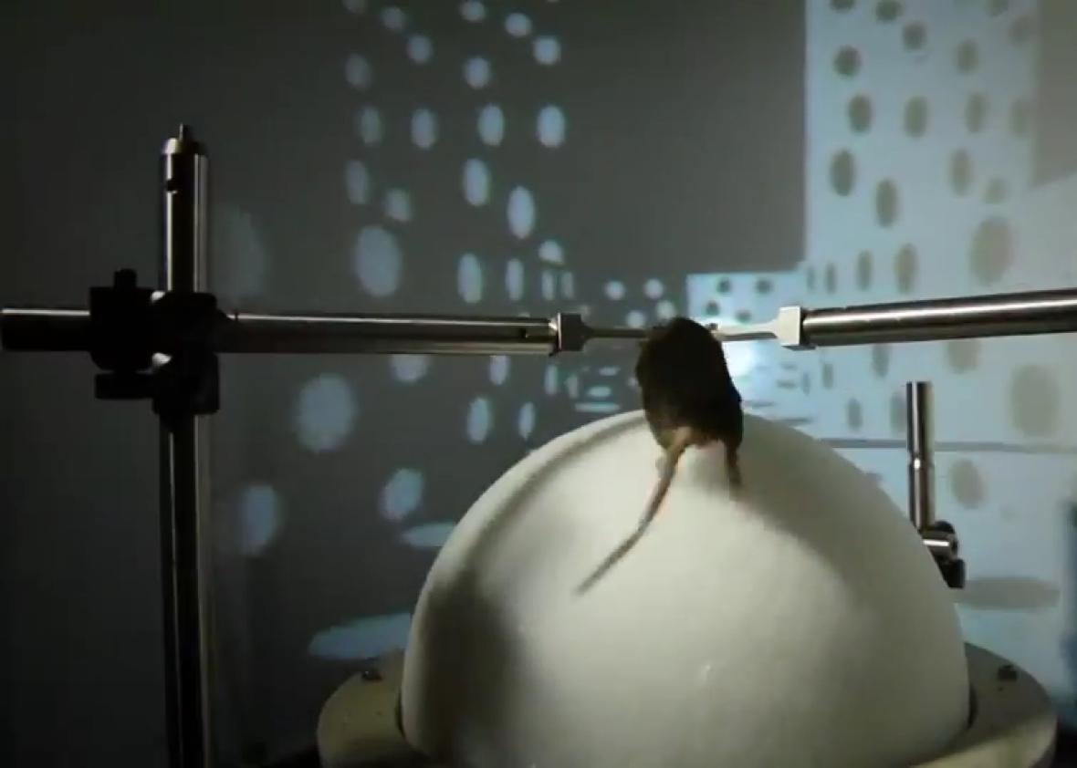 Harvard Medical School runs mice through VR mazes (VIDEO).