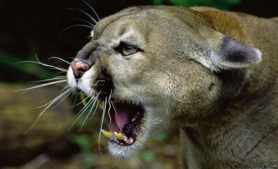 Florida panthers: Extinction avoided by breeding program with Texas pumas.
