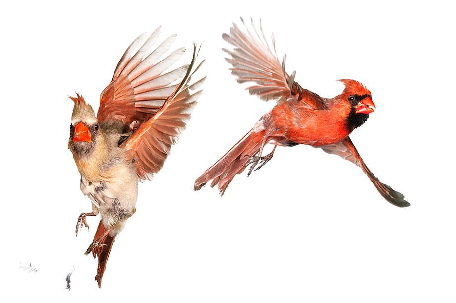 "Aviary" is a study of birds in flight captured in photo-booth style ...