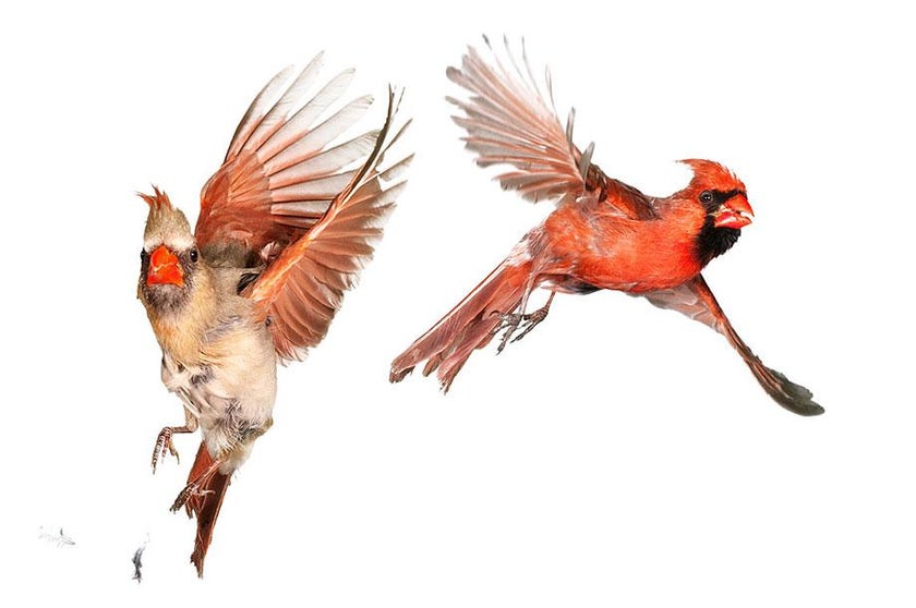 "Aviary" is a study of birds in flight captured in photo-booth style ...