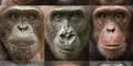 Primate facial recognition: How apes use complex faces to tell each ...
