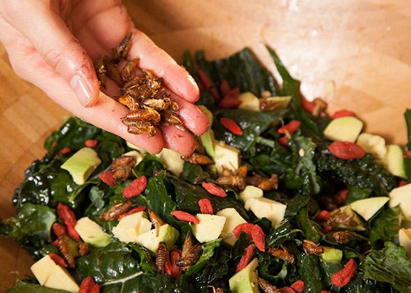 The benefits of eating bugs: They’re a sustainable, efficient, and ...