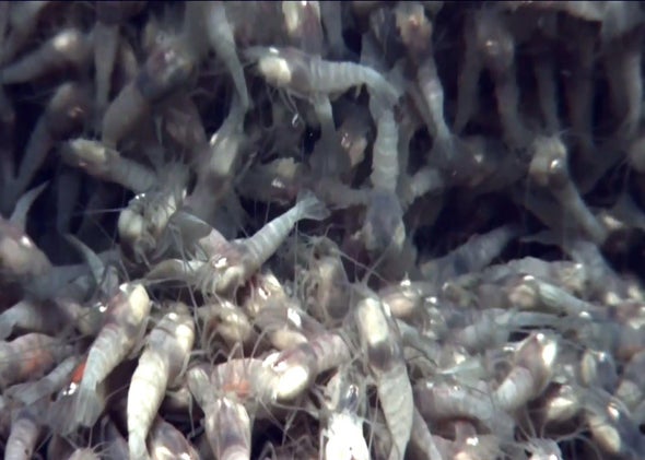 Shrimp aliens: NASA deep-sea research considers extraterrestrial life ...