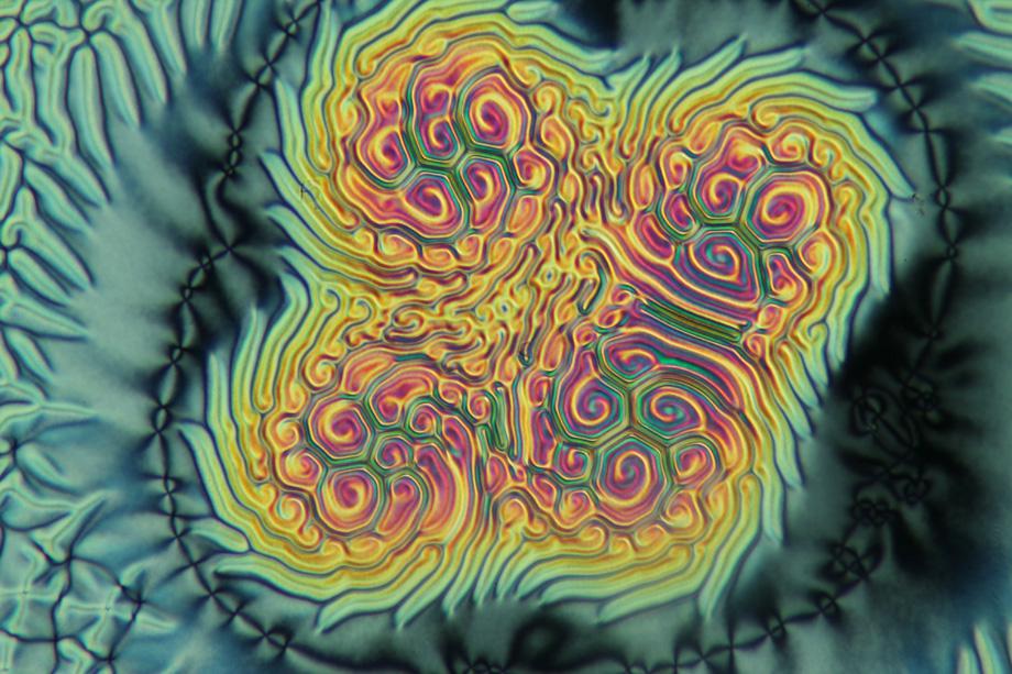 Nikon Small World Photography Competition: Using Photomicrography