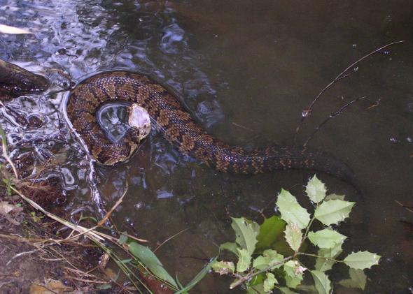 Snake science on Twitter: David Steen identifies photos as copperheads ...