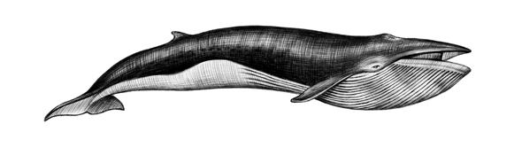 52 Blue: The loneliest whale in the world.