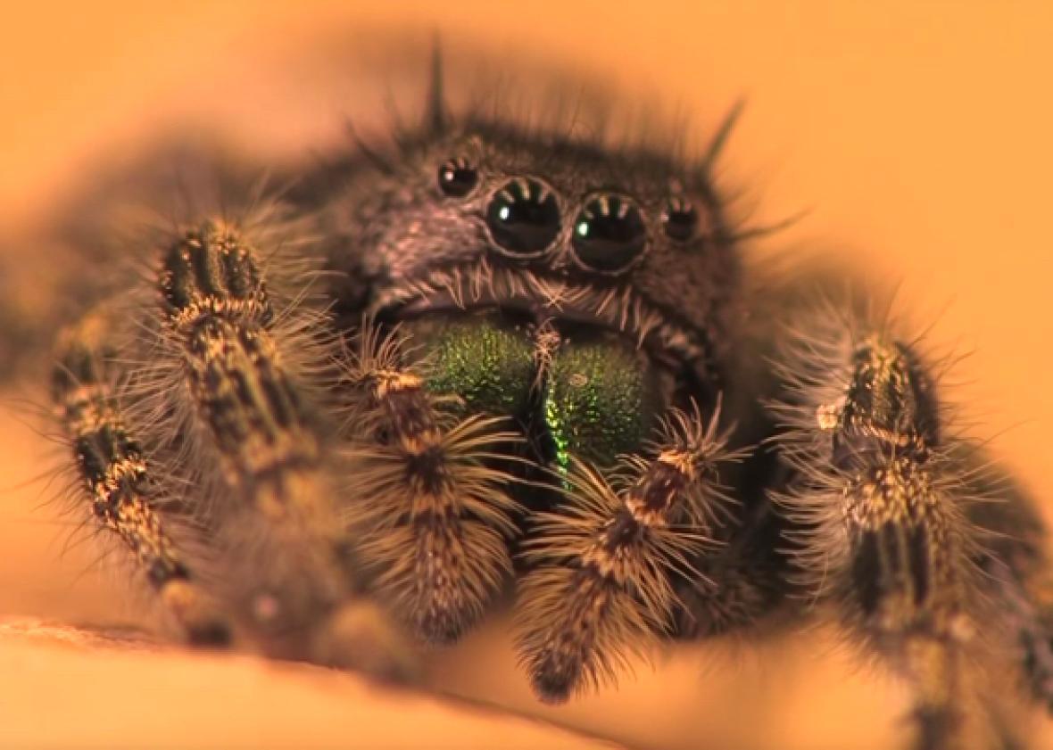 Spiders can hear you walk into a room, Cornell research shows (VIDEO).