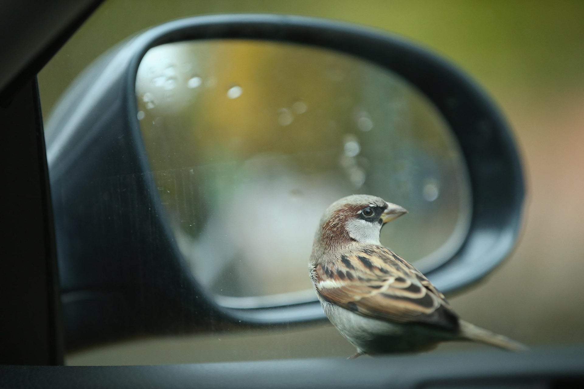 What do animals see in the mirror? Self-recognition and social behavior ...