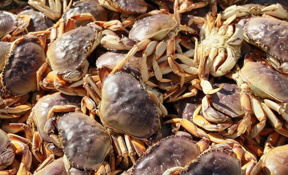 Crab computer made by Japanese scientists.