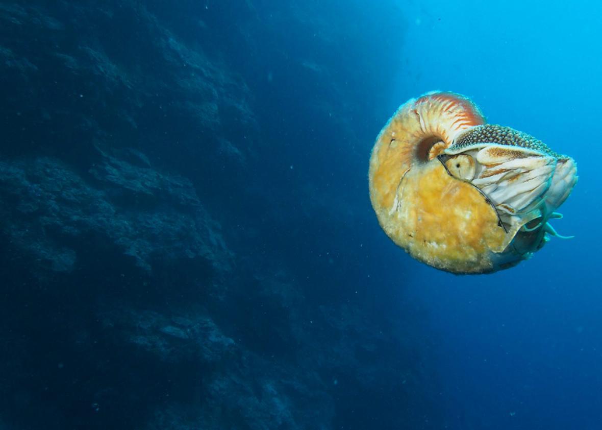 Rare nautilus video: Living fossil species spotted for first time in ...