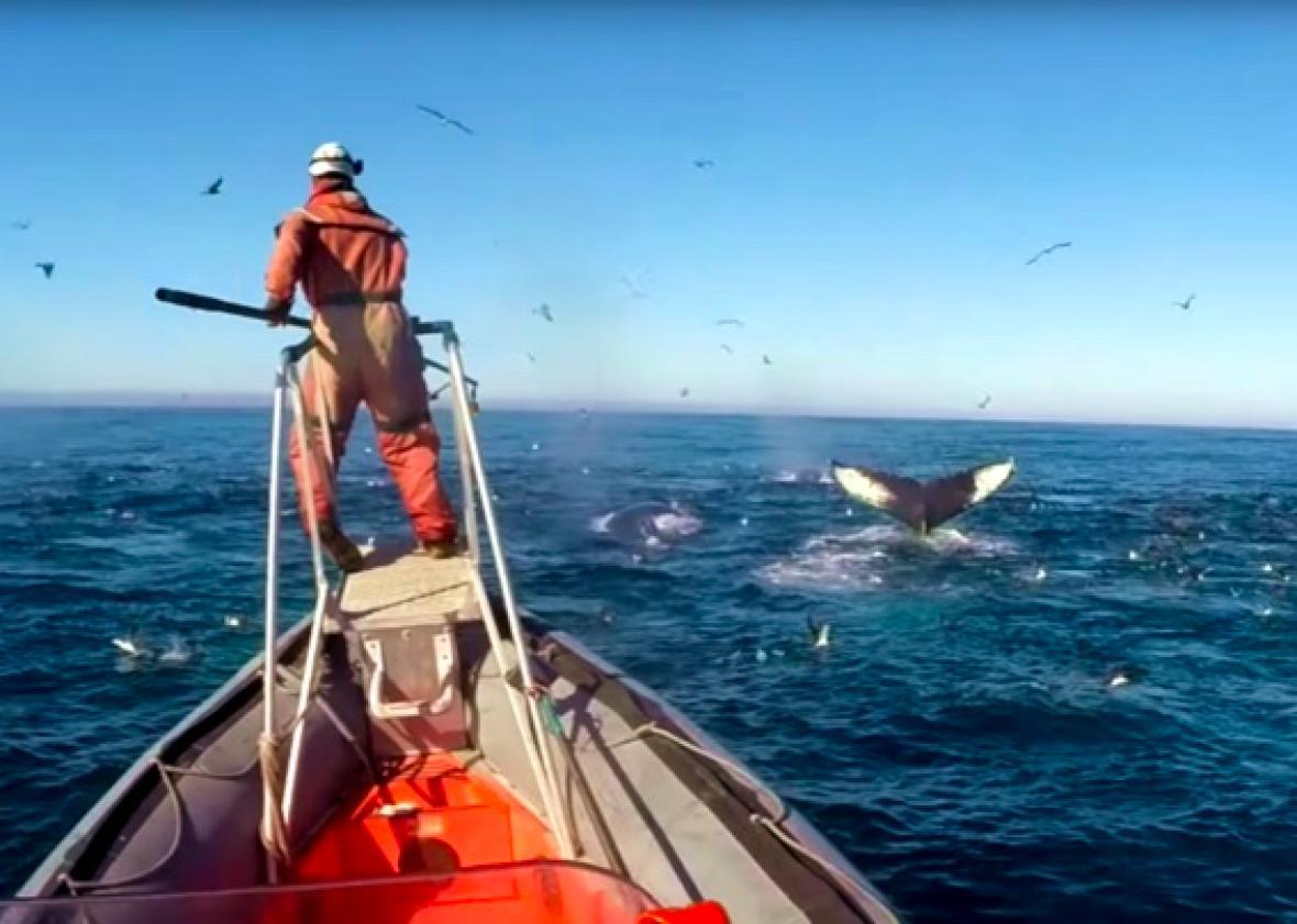 What whales do underwater, thanks to a new mounted camera (VIDEO).