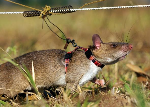 Rats landmines: Trained rodents seek out bombs in Africa (VIDEO).
