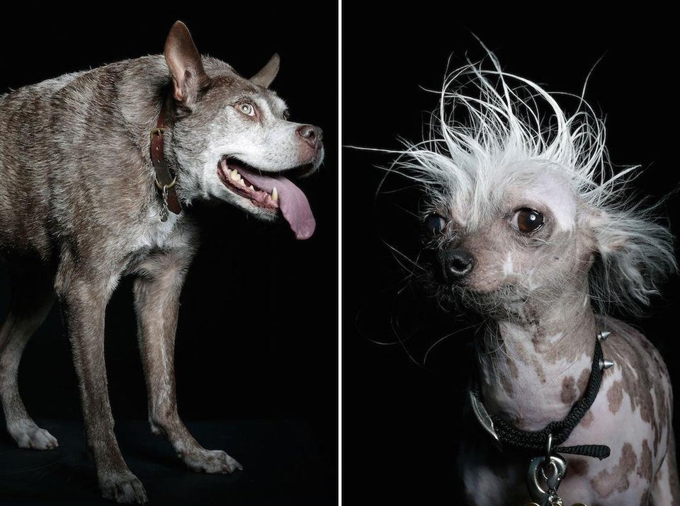 Ramin Rahimian photographs the World’s Ugliest Dog Contest.