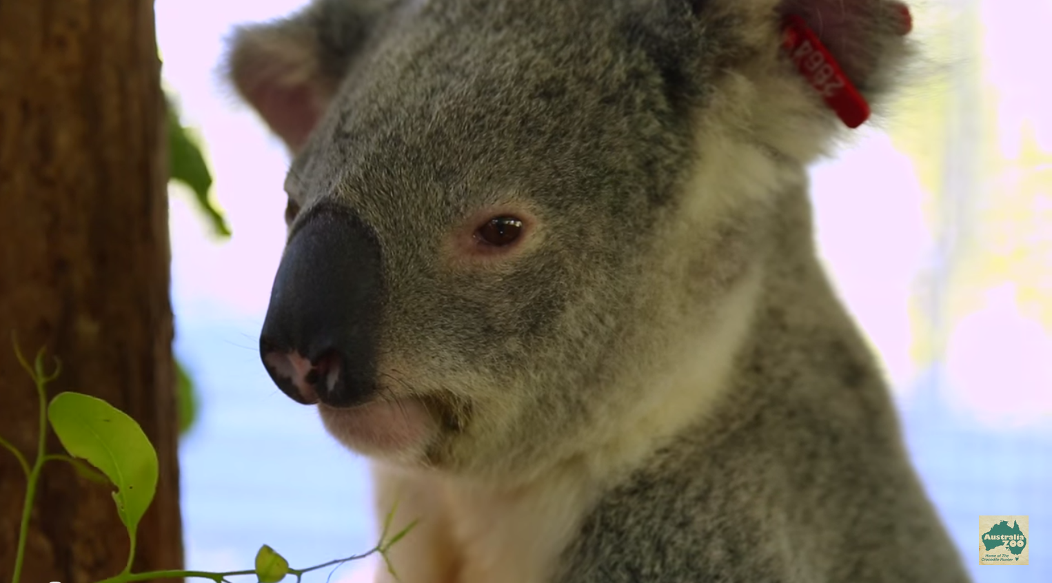 Hume the koala: Rehabilitated and released back into the wild (VIDEO).
