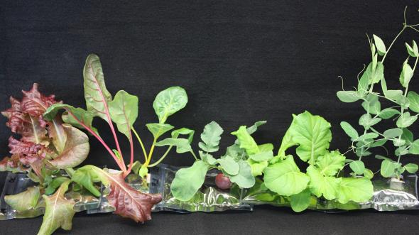 Space Station vegetable garden: VEGGIE arrives at ISS via SpaceX dragon ...