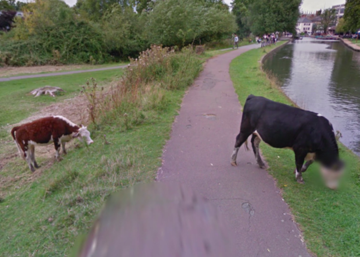 Google Street View respects cow’s privacy and blurs its face.