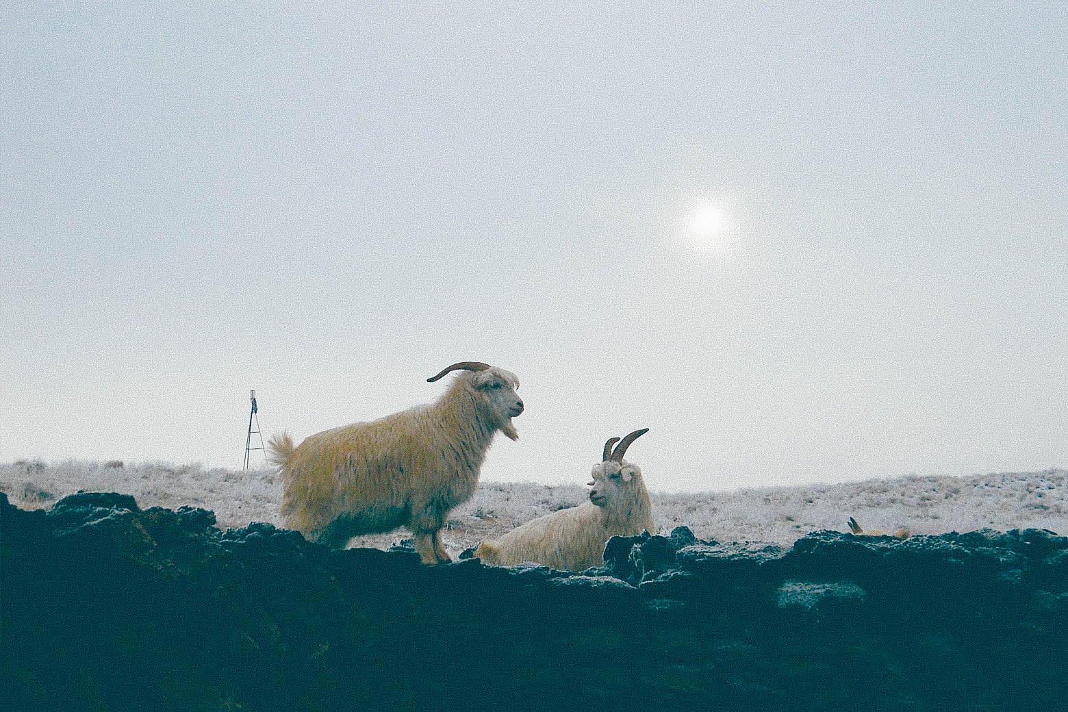 Winter Pasture by Li Juan, reviewed.