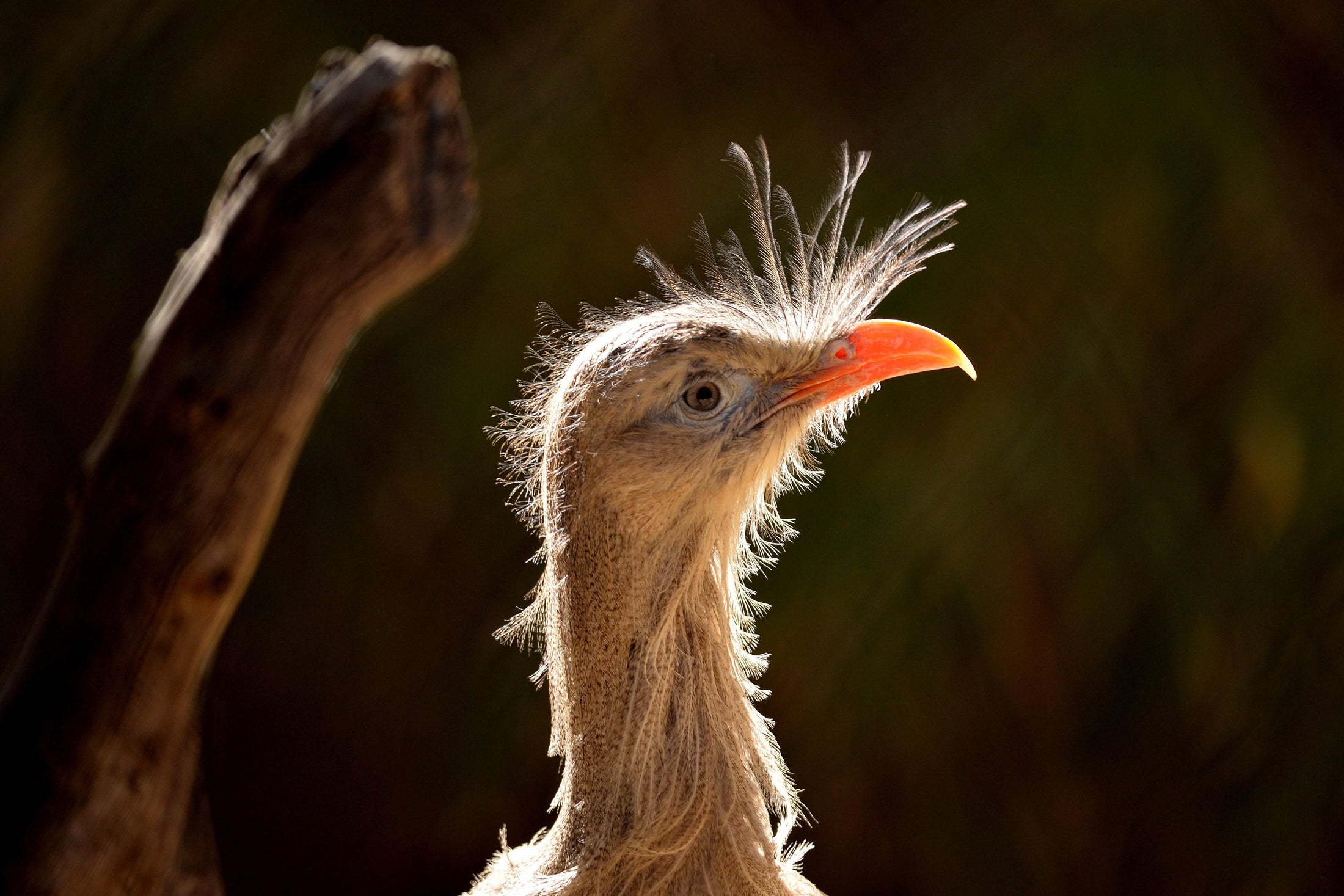 The cute birds playing with golf balls are actually trying to kill them.