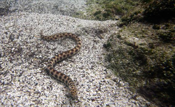 Beaked sea snake: Deadly venomous snake discovered to be multiple species.