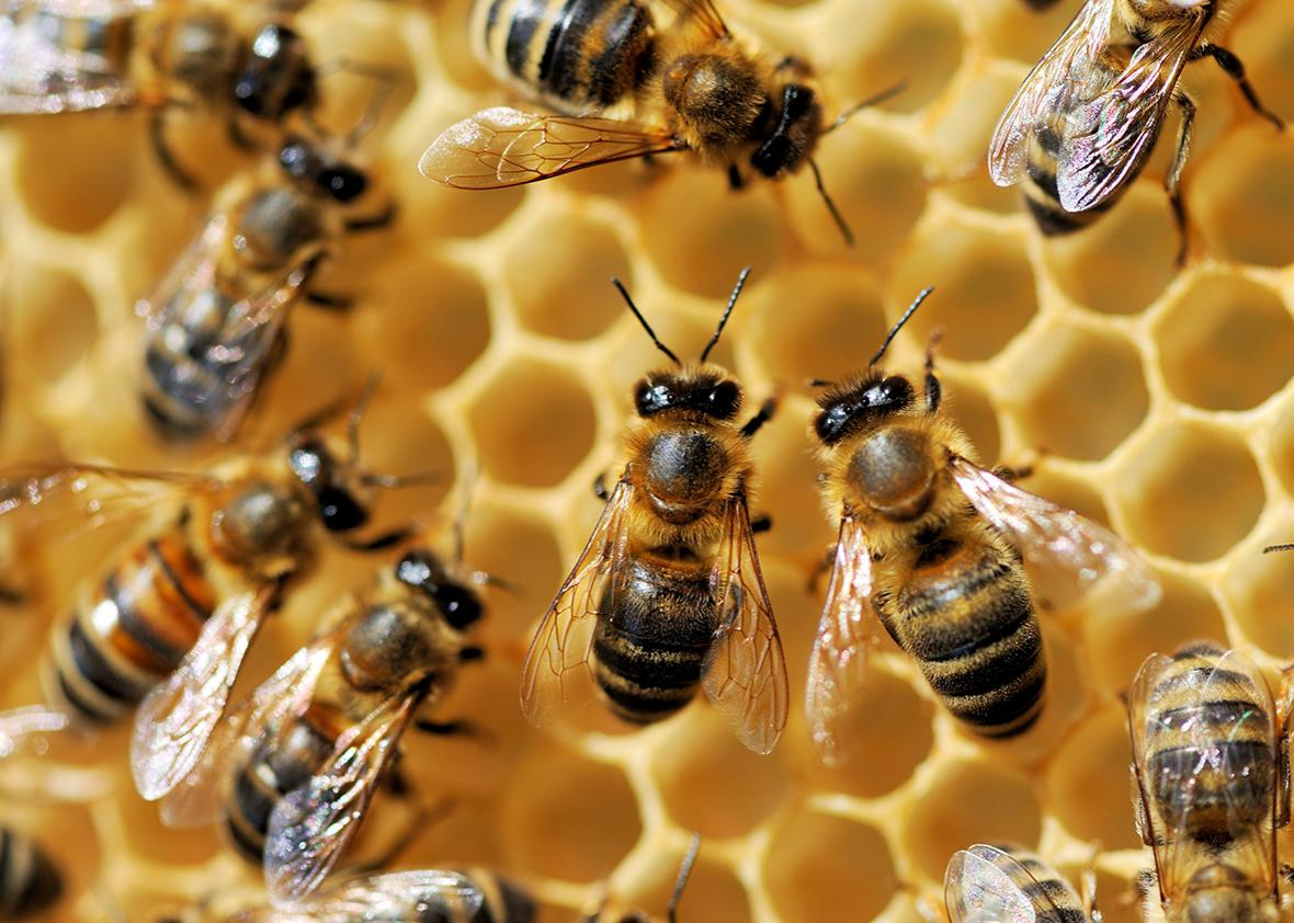 Yellow-faced bees, not honeybees, were just listed as endangered.