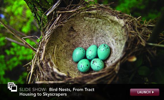 Bird homes: a look at some of the most incredible nests in the world.