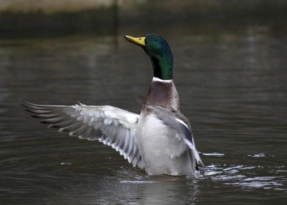 The origin of “eff a duck” and other F-word animal phrases.