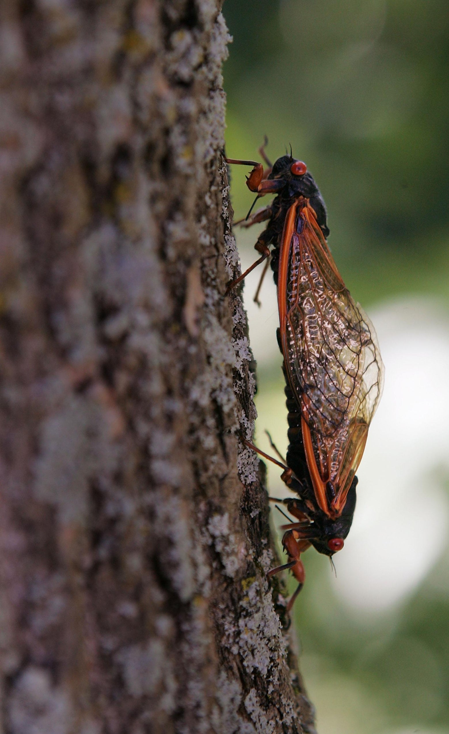WNYC's citizen science project to use sensors to track cicadas.