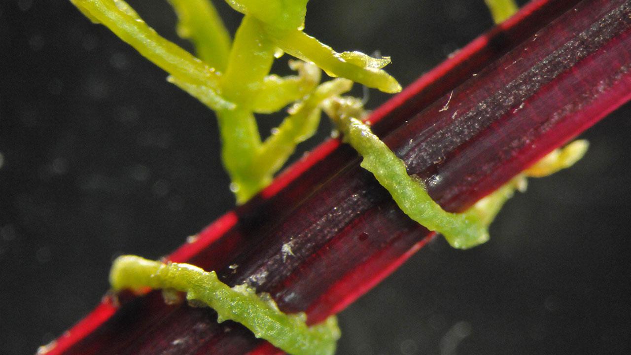 Strangleweed video: Parasitic plant exchanges genetic messages with ...
