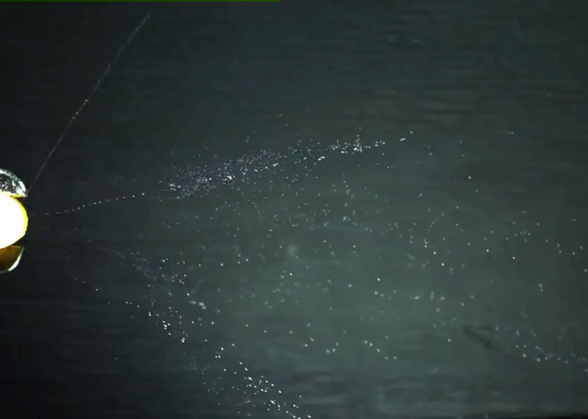 Up close, citrus zest makes for fragrant fireworks.