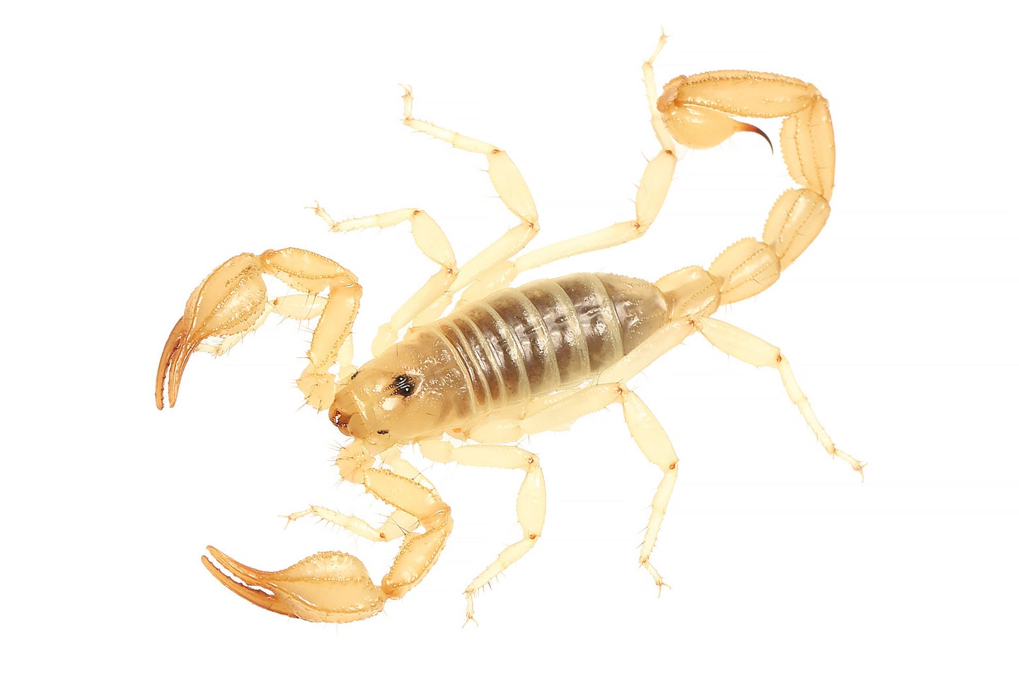 Scorpions: A Q&A with the high schoolers who identified two new species