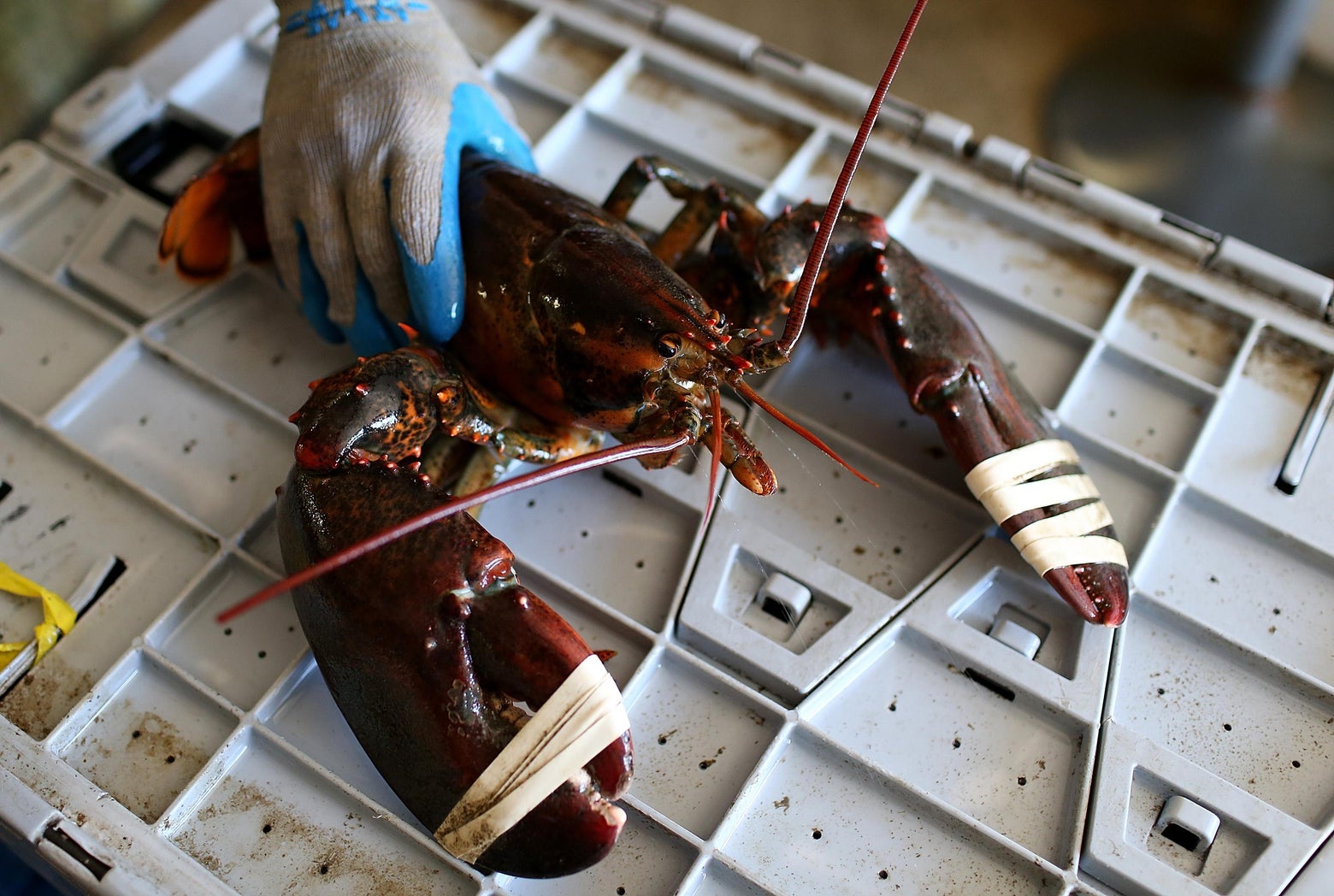 Maine lobster population: New study says baby lobster numbers are in a ...