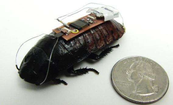 Remote-control cockroach video: Could bionic bugs find earthquake ...