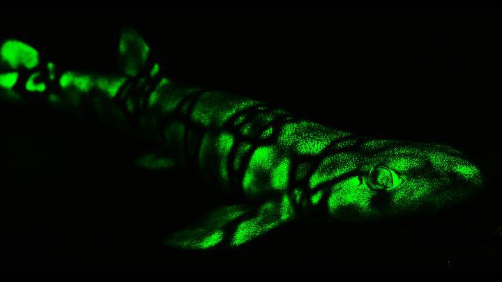 Biofluorescent fish: More than 180 species identified in world’s oceans ...