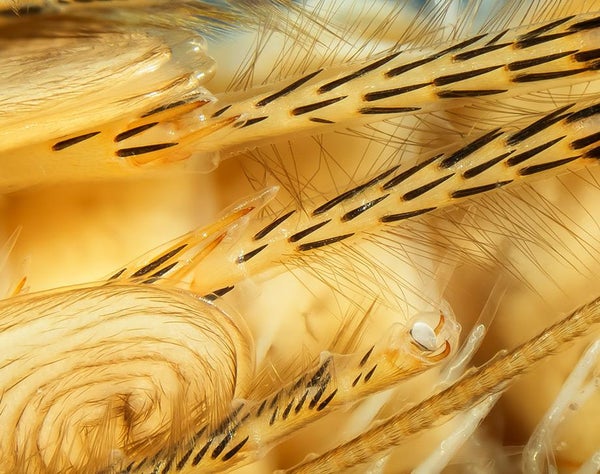 Nikon Small World competition: Photos of animal body parts.